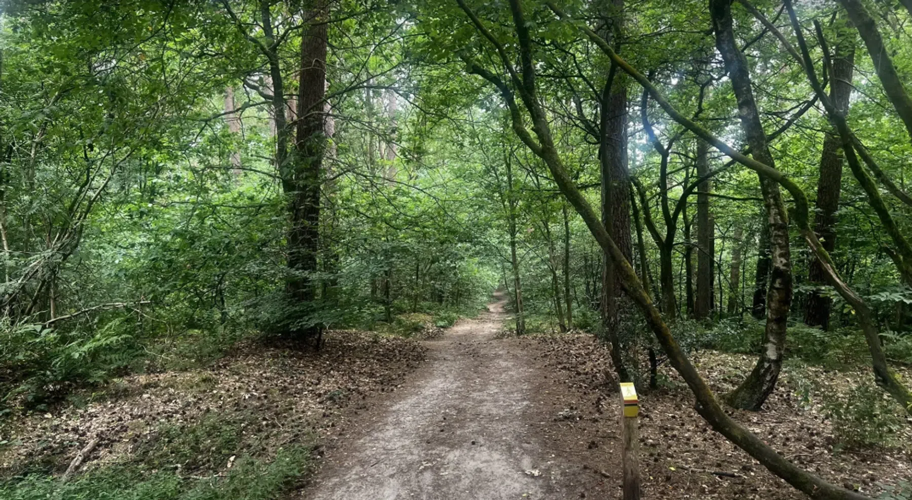 10 Mooiste hardlooproutes Nederland